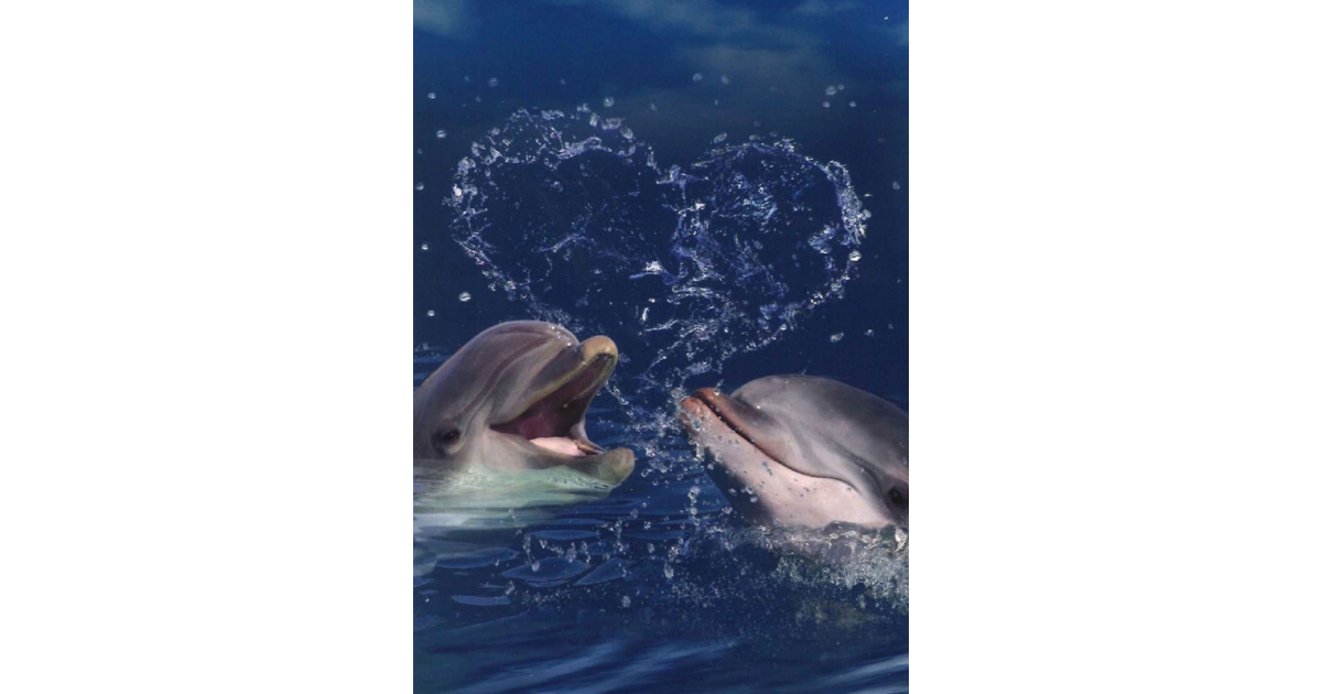 Made In USA | Dolphins