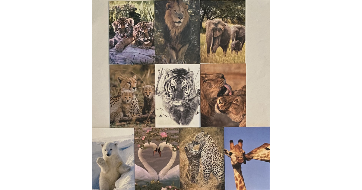 Made In USA | Exotic Animals Collection 1
