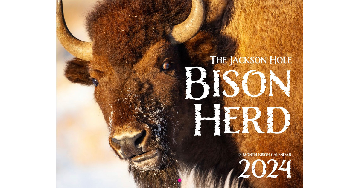 Made In USA | The Jackson Hole Bison Herd 2024 13 Month Calendar