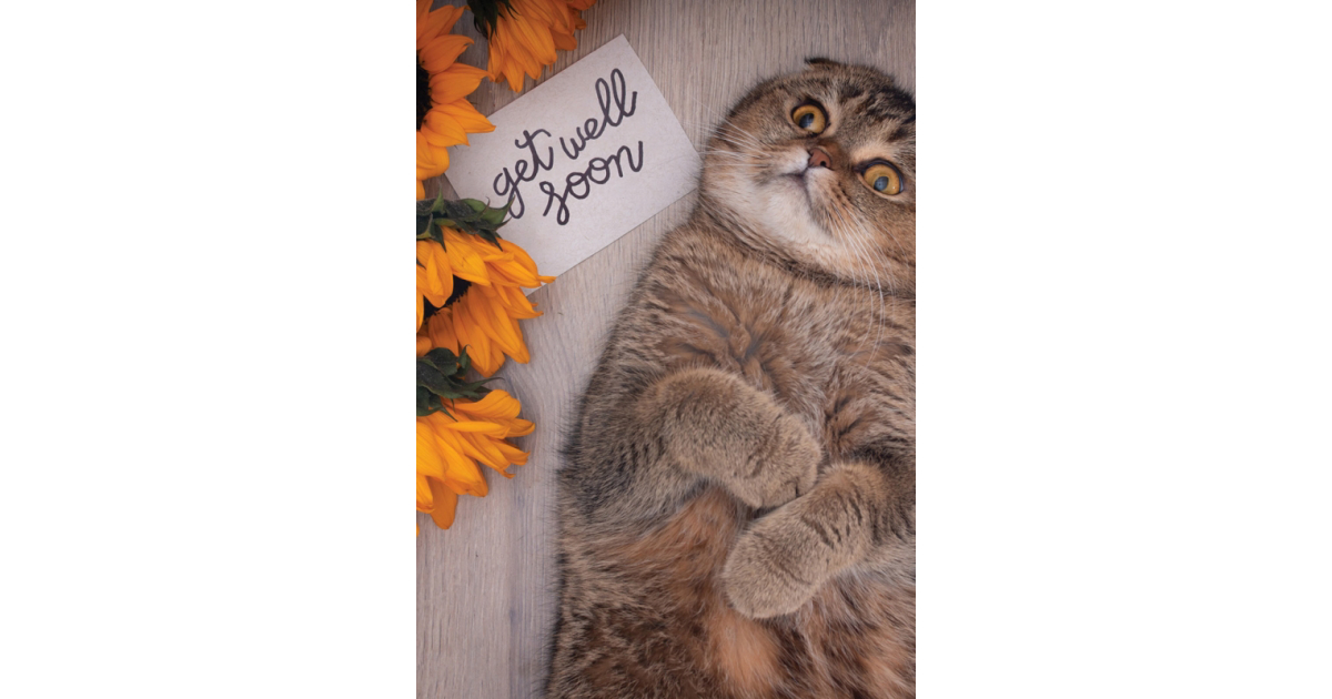 Made In USA | Get Well Soon Cat