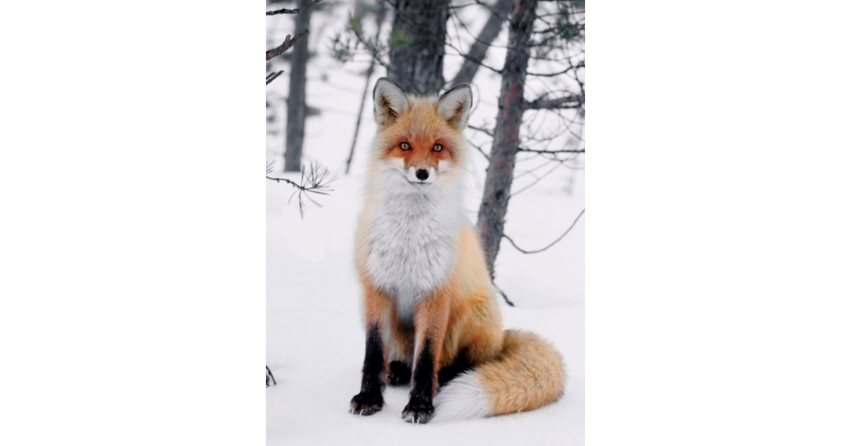 Made In USA | Red Fox