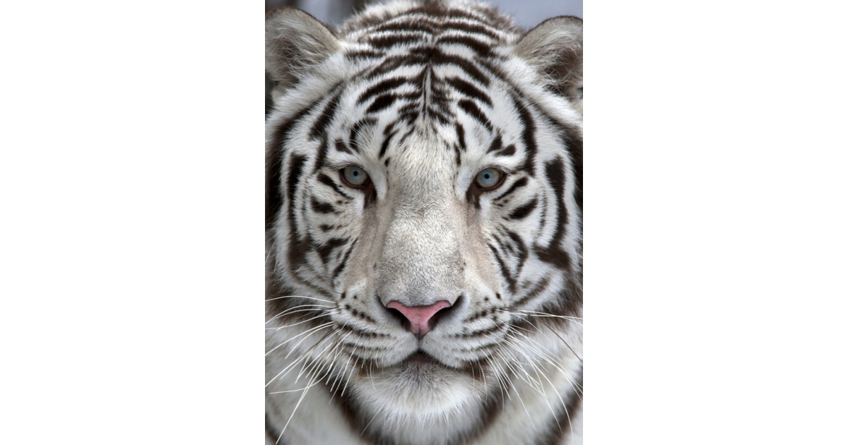 Made In USA | White Tiger