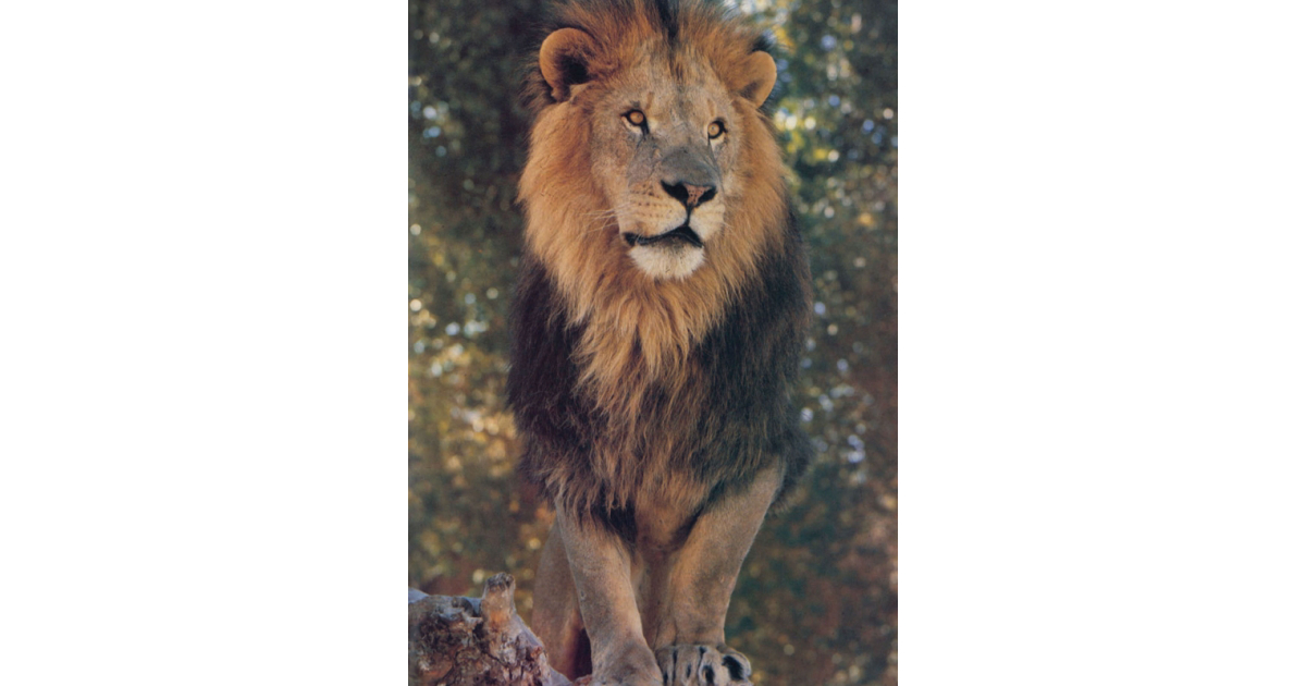 Made In USA | Zuru African Lion